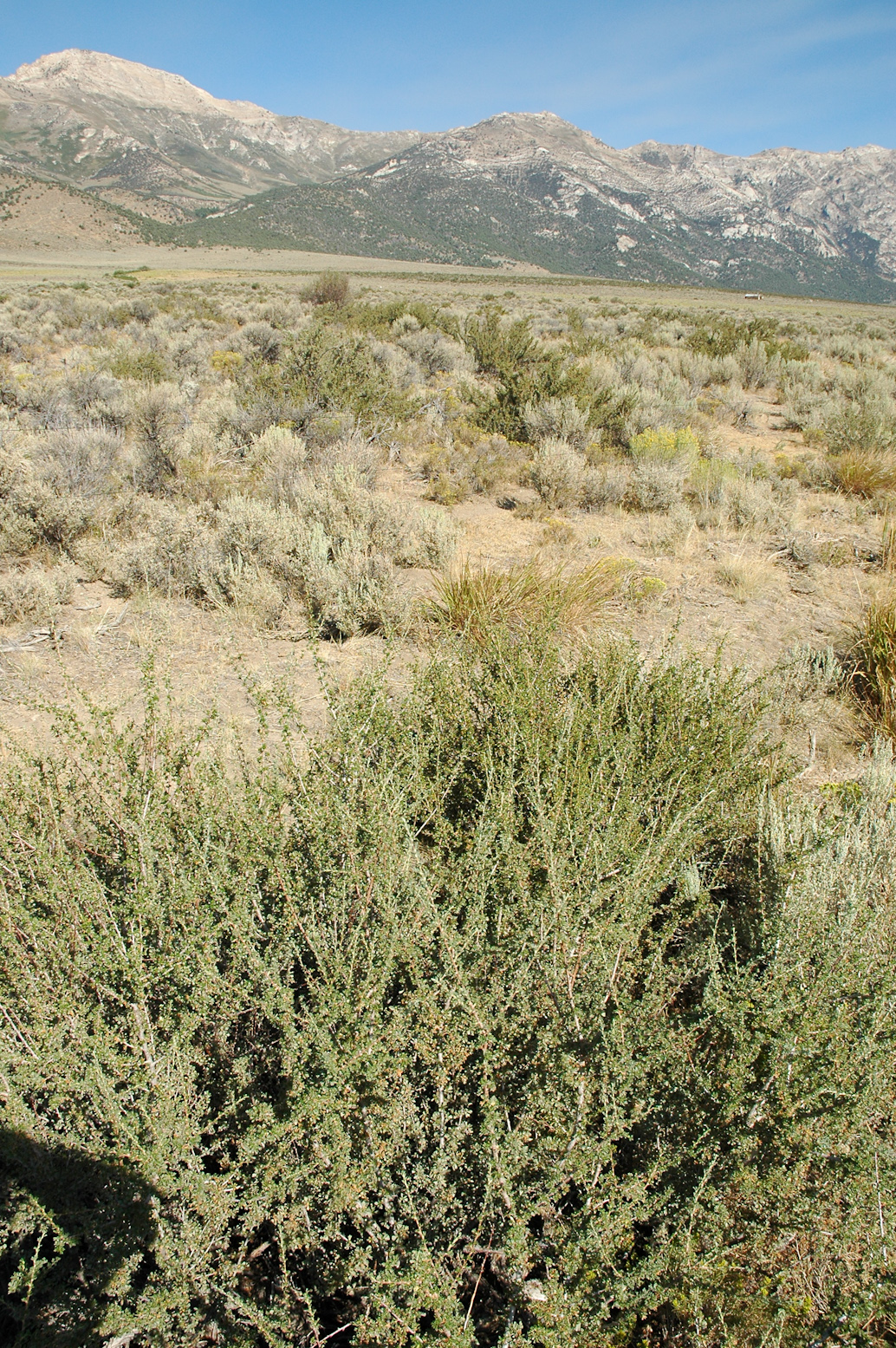 Antelope Bitterbrush - Purshia tridentata - Great Basin Seeds