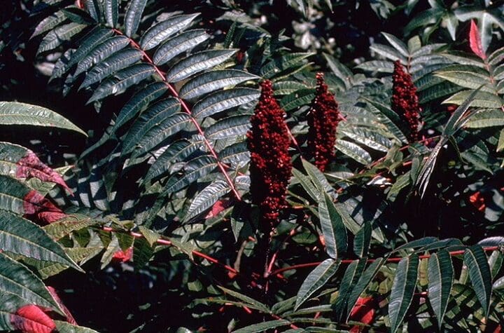 Smooth Sumac - Rhus glabra - Great Basin Seeds