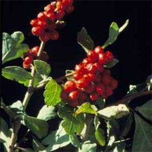 Skunkbush Sumac - Great Basin Seeds