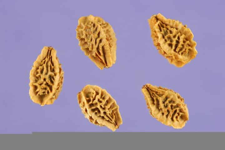 Small Burnet - Sanguisorba minor - Great Basin Seeds