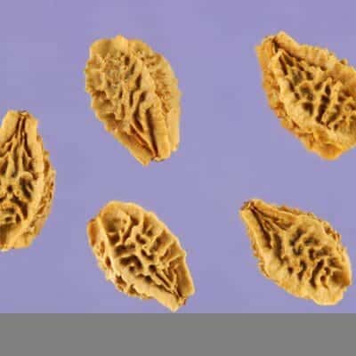 Small Burnet - Sanguisorba minor - Great Basin Seeds