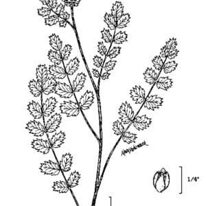 Small Burnet - Sanguisorba minor - Great Basin Seeds