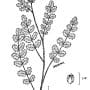 Small Burnet - Sanguisorba minor - Great Basin Seeds