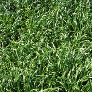 Sale - Great Basin Seed