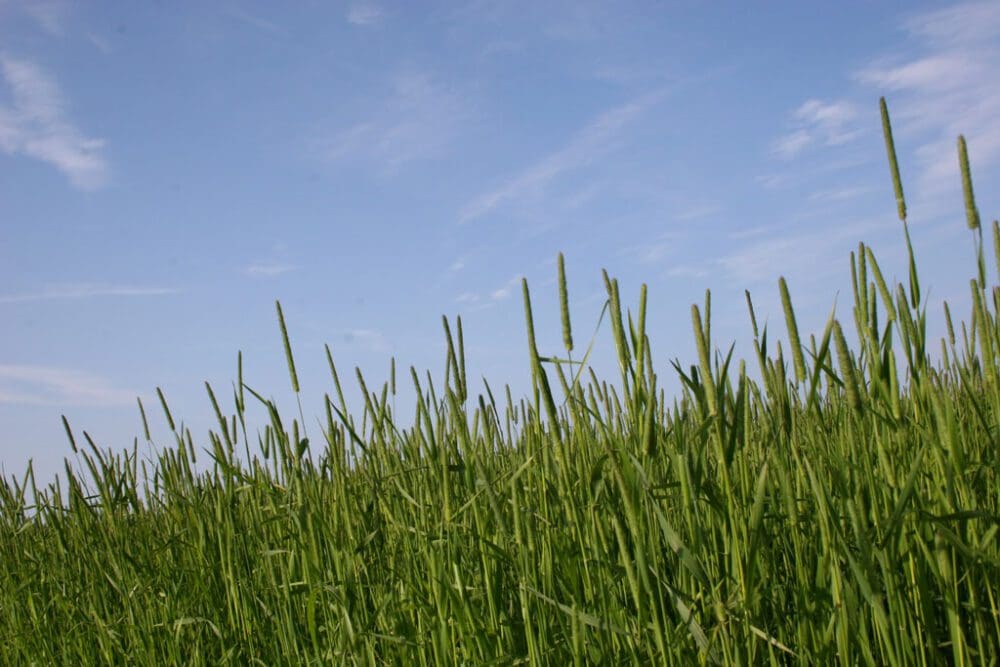 Timothy Grass - Phleum pratense - Great Basin Seeds - Timothy