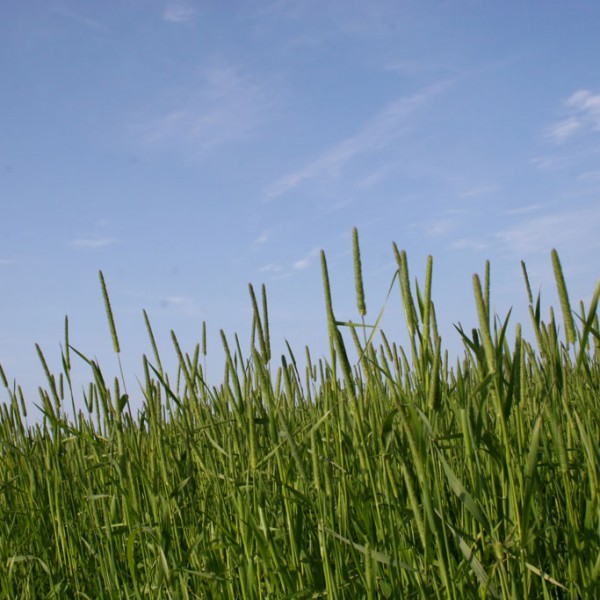 Timothy - Great Basin Seeds