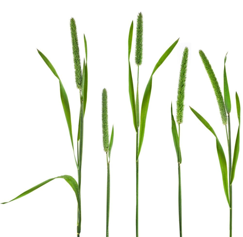 Timothy Grass - Phleum pratense - Great Basin Seeds - Timothy