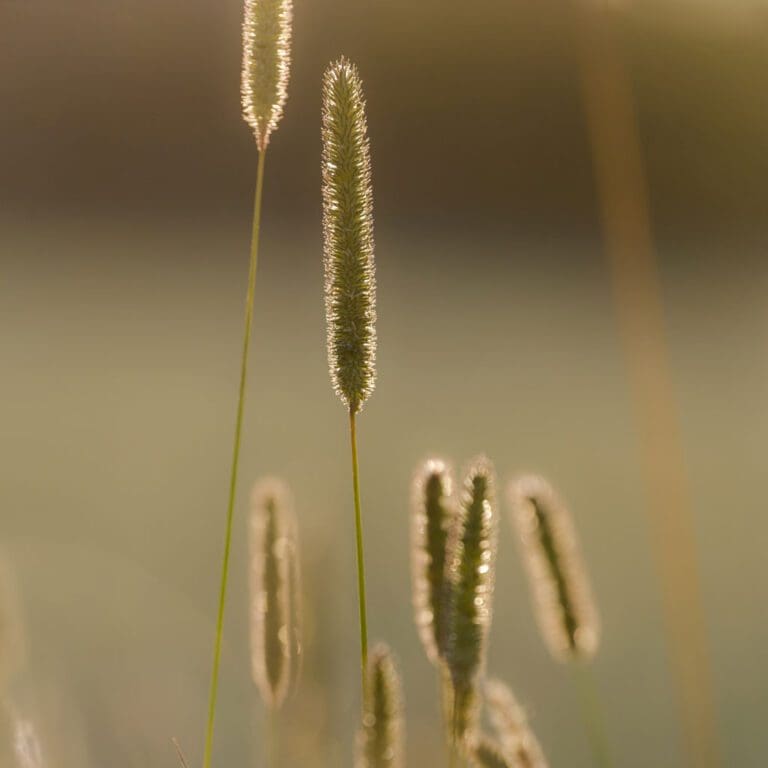 Timothy Grass - Phleum pratense - Great Basin Seeds - Timothy