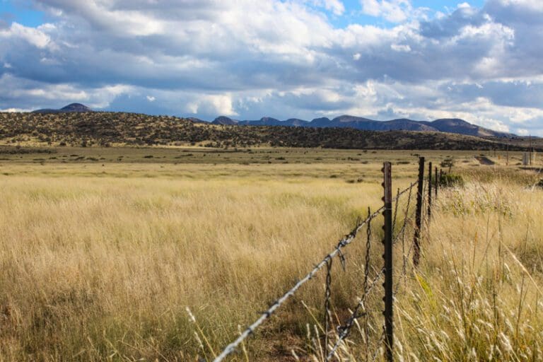 Dryland Pasture Seed Mix - Great Basin - drought tolerant grasses