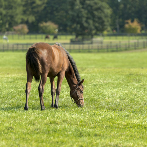 Horse Pasture Seed Mix - Great Basin Seeds - pasture grass for horses