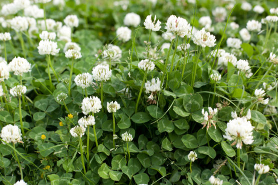 Medium Red Clover - Great Basin Seeds