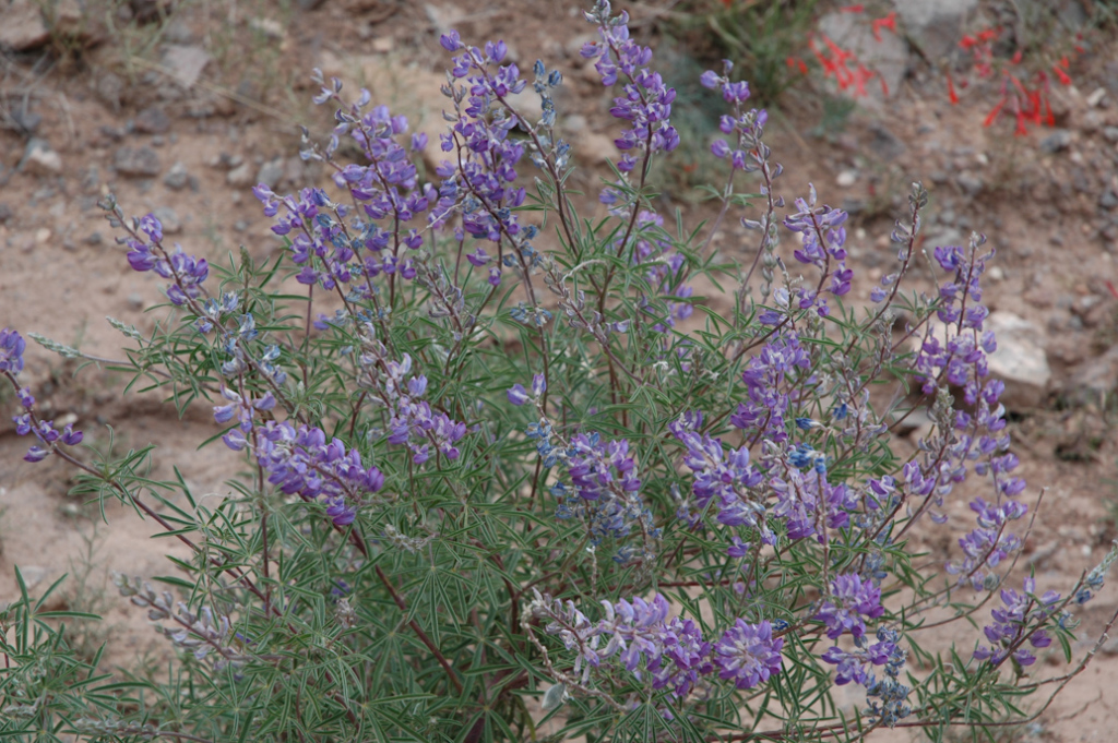 Ranger II Alfalfa Dryland alfalfa - Great Basin Seeds