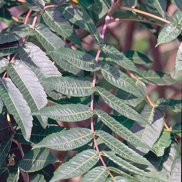 Smooth Sumac - Rhus glabra - Great Basin Seeds