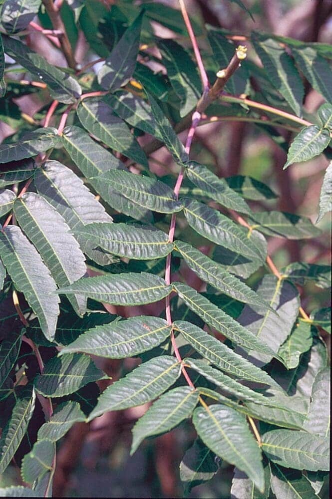 Smooth Sumac - Rhus glabra - Great Basin Seeds