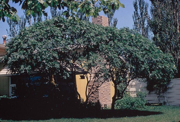 Smooth Sumac - Rhus glabra - Great Basin Seeds