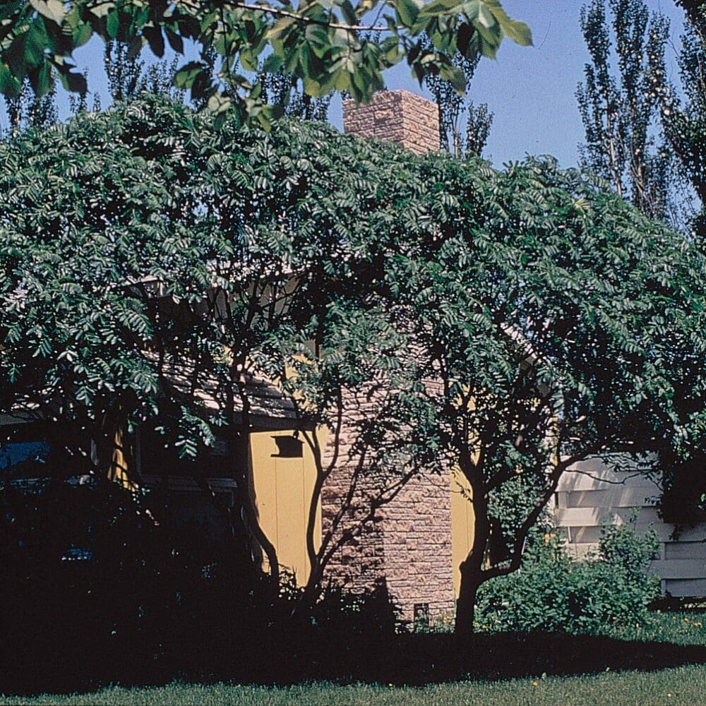 Smooth Sumac - Rhus glabra - Great Basin Seeds