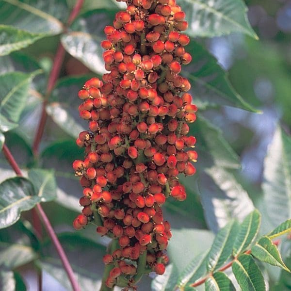 Smooth Sumac (Rhus glabra) - Great Basin Seeds