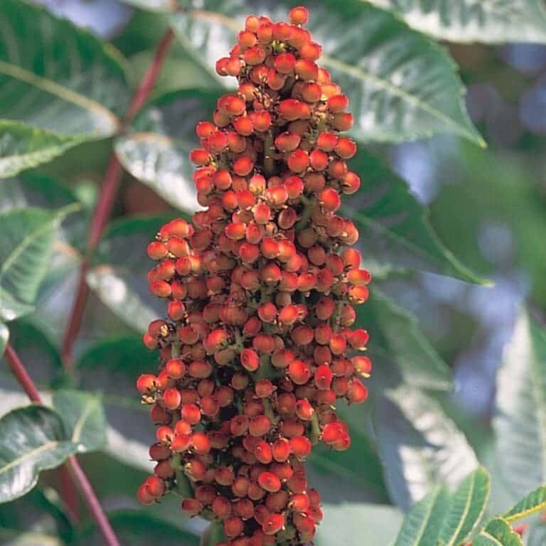 Smooth Sumac - Rhus glabra - Great Basin Seeds