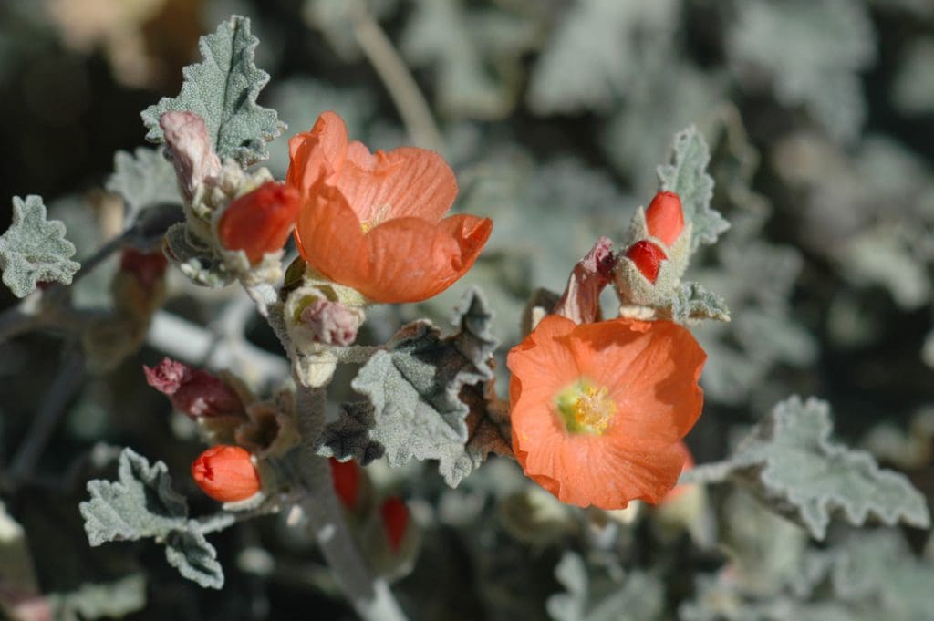 Desert Globemallow - Sphaeralcia ambigua - Great Basin Seeds