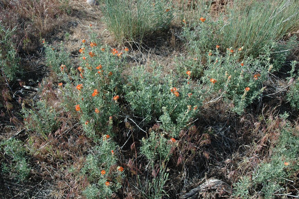Scarlet Globemallow - sphaeralcia coccinea - Great Basin Seeds