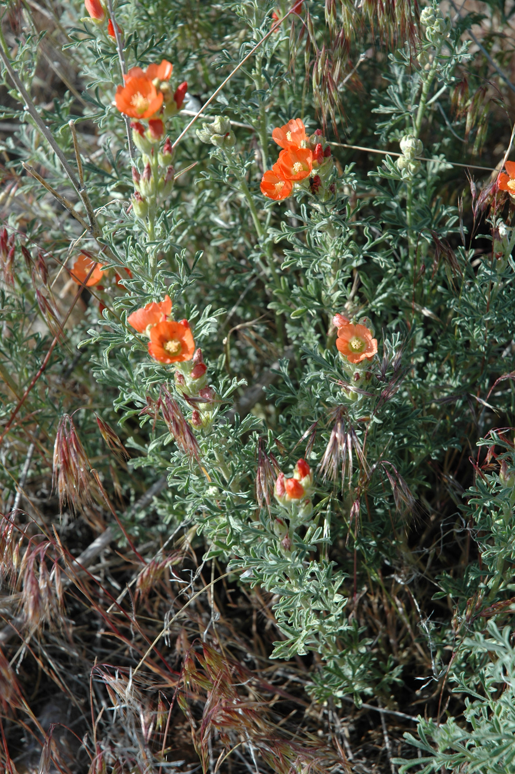 Scarlet Globemallow - sphaeralcia coccinea - Great Basin Seeds