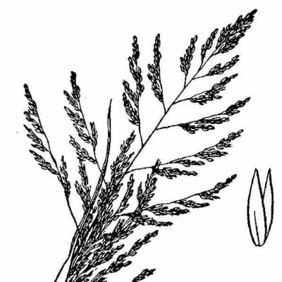 Sand Dropseed - Sporobolus cryptandrus - Great Basin Seeds