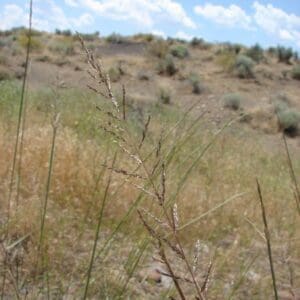 Sand Dropseed - Sporobolus cryptandrus - Great Basin Seeds
