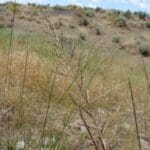 Sand Dropseed - Sporobolus cryptandrus - Great Basin Seeds