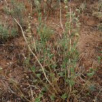 Small Leaf Globemallow - Sphaeralcia parvifolia - Great Basin