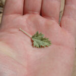 Small Leaf Globemallow - Sphaeralcia parvifolia - Great Basin