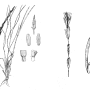 Streambank Wheatgrass - Elymus lanceolatus psammophilus - Great Basin ...