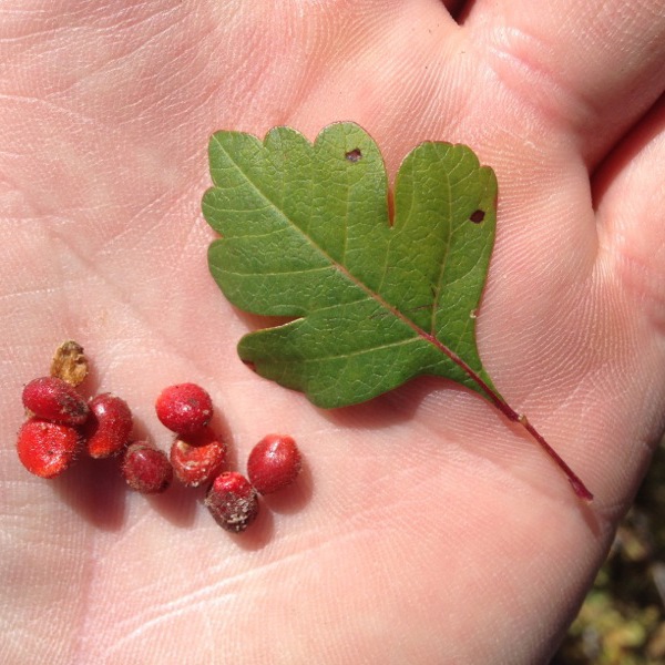 Skunkbush Sumac - Great Basin Seeds