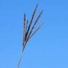 Big Bluestem (Andropogon gerardi) - Great Basin Seeds