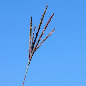 Big Bluestem - Andropogon gerardi - Great Basin Seeds