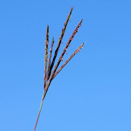 Big Bluestem - Andropogon gerardi - Great Basin Seeds
