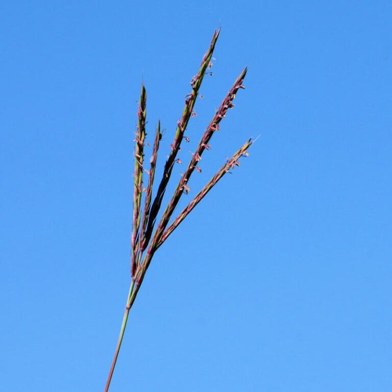 Big Bluestem - Andropogon gerardi - Great Basin Seeds