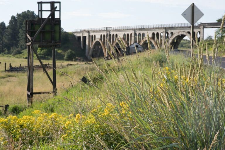 Basin Wildrye - Leymus cinerius - Great Basin Seeds