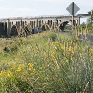Basin Wildrye - Leymus cinerius - Great Basin Seeds