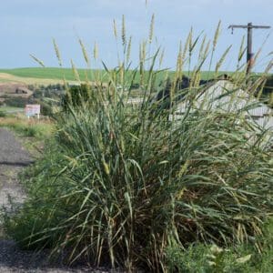Basin Wildrye - Leymus cinerius - Great Basin Seeds