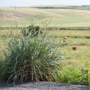 Basin Wildrye - Leymus cinerius - Great Basin Seeds