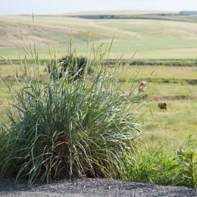 Basin Wildrye - Leymus cinerius - Great Basin Seeds