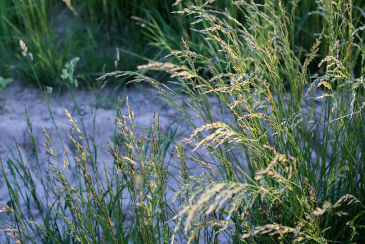 Elena Tetraploid Perennial Ryegrass Seed - Great Basin Seeds