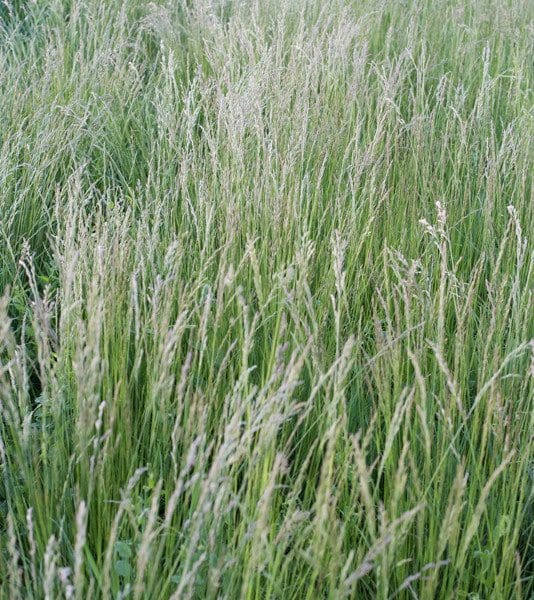 Elena Tetraploid Perennial Ryegrass Seed - Great Basin Seeds