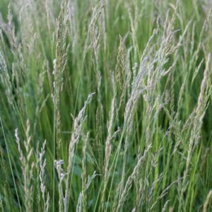Elena Tetraploid Perennial Ryegrass Seed - Great Basin Seeds