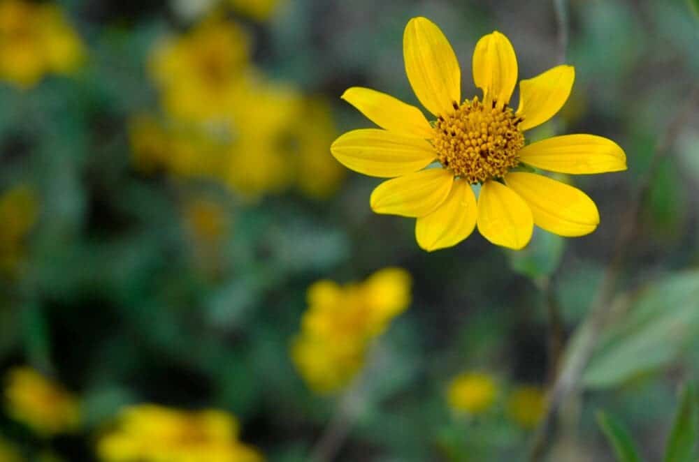 Showy Goldeneye (Heliomeris multiflora) - Great Basin Seeds
