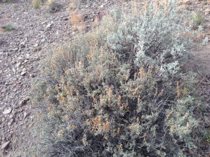 Wyoming Big Sagebrush - Great Basin Seeds