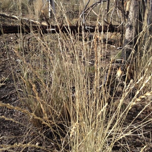 Slender Wheatgrass - Elymus trachycaulus - Great Basin Seeds