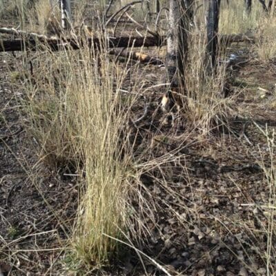 Slender Wheatgrass - Elymus trachycaulus - Great Basin Seeds