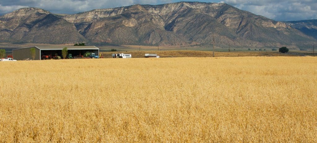 Otana Oats - Avena sativa - Great Basin Seeds