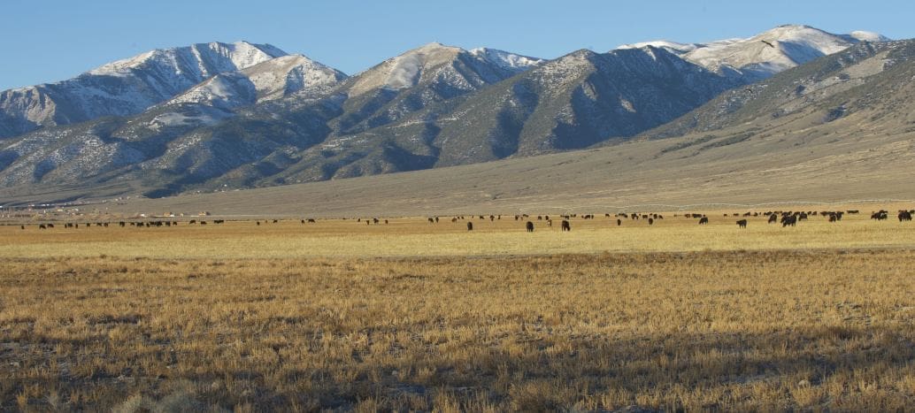 Pasture Mixes - Great Basin Seeds